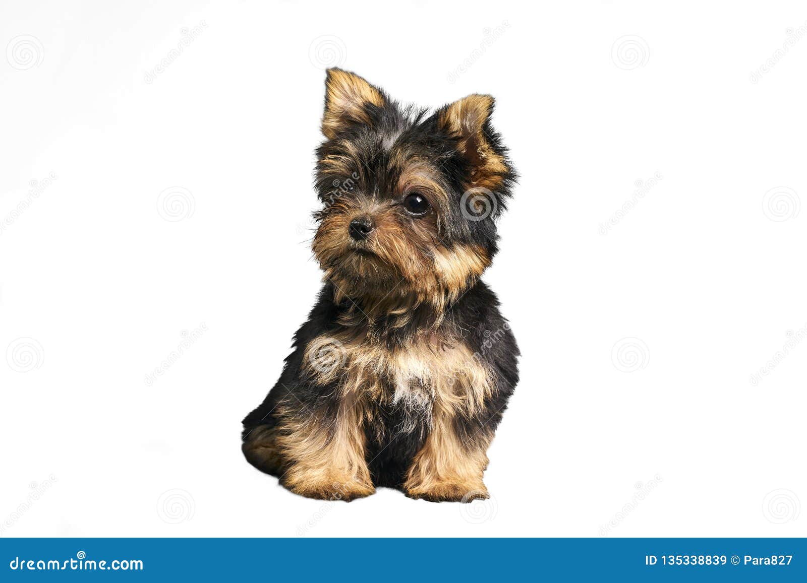 Perritos De Yorkshire Terrier Imagen de archivo - Imagen de piel, lindo ...