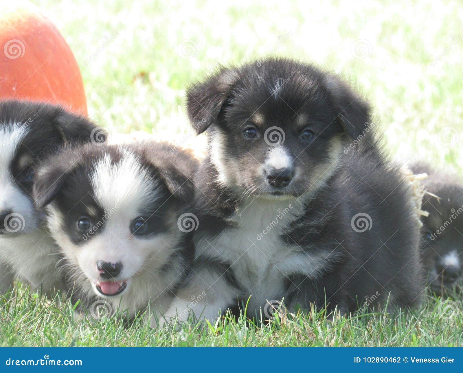 Perritos del Corgi foto de archivo. Imagen de corgis - 102890462