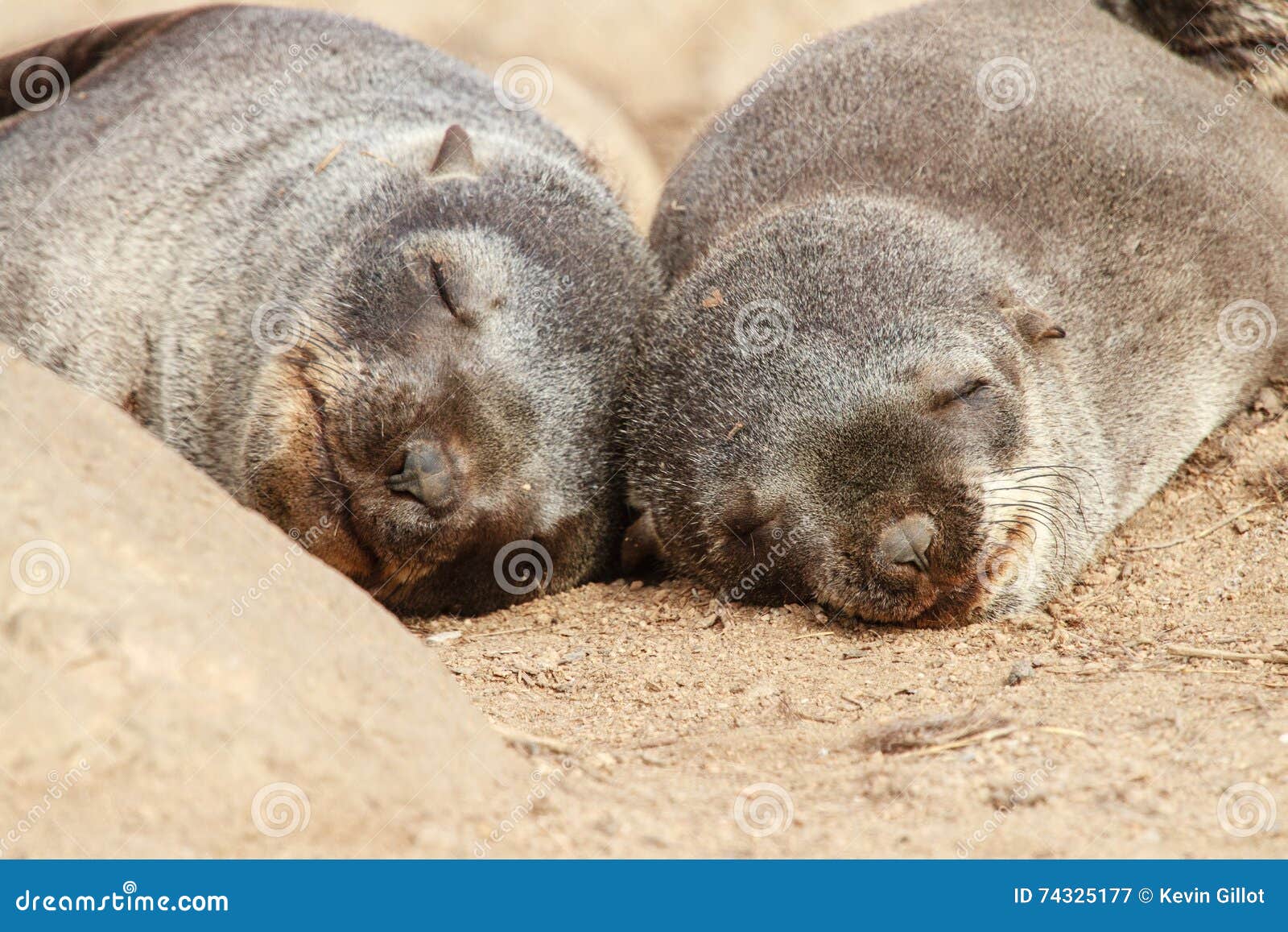 Perritos Del Lobo Marino Del Cabo Imagen de archivo - Imagen de ...