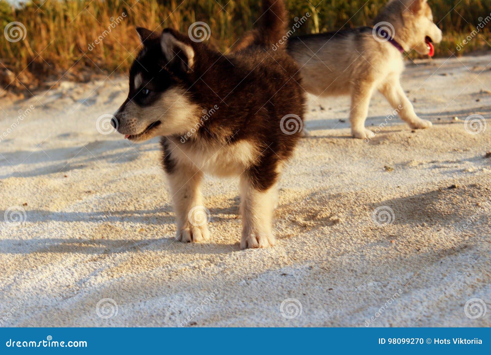 Perritos Del Malamula De Alaska Foto de archivo - Imagen de perro, cubo: 98099270