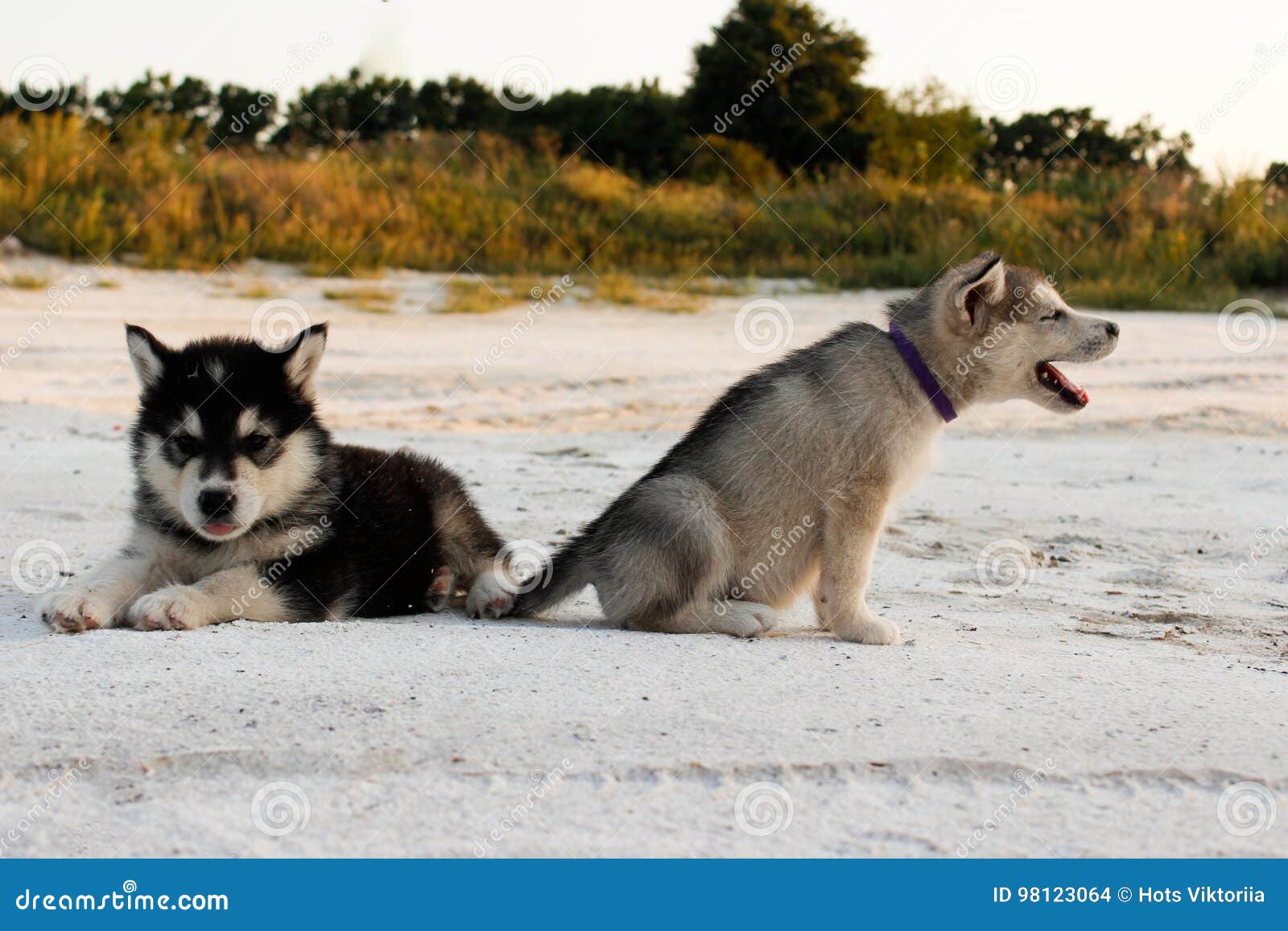 Perritos Del Malamula De Alaska Foto de archivo - Imagen de pata, piel: 98123064
