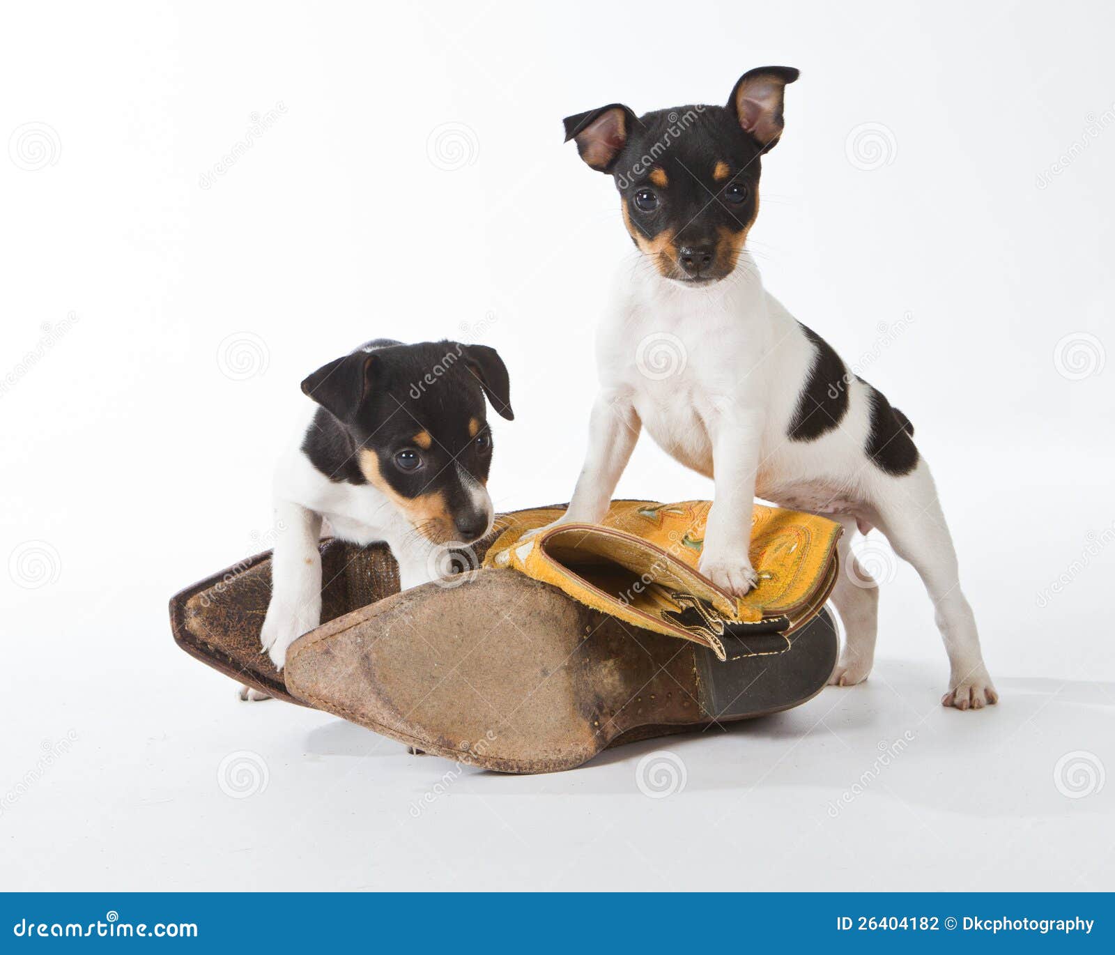 Perritos Del Terrier De Rata Foto de archivo - Imagen de animal, poco ...