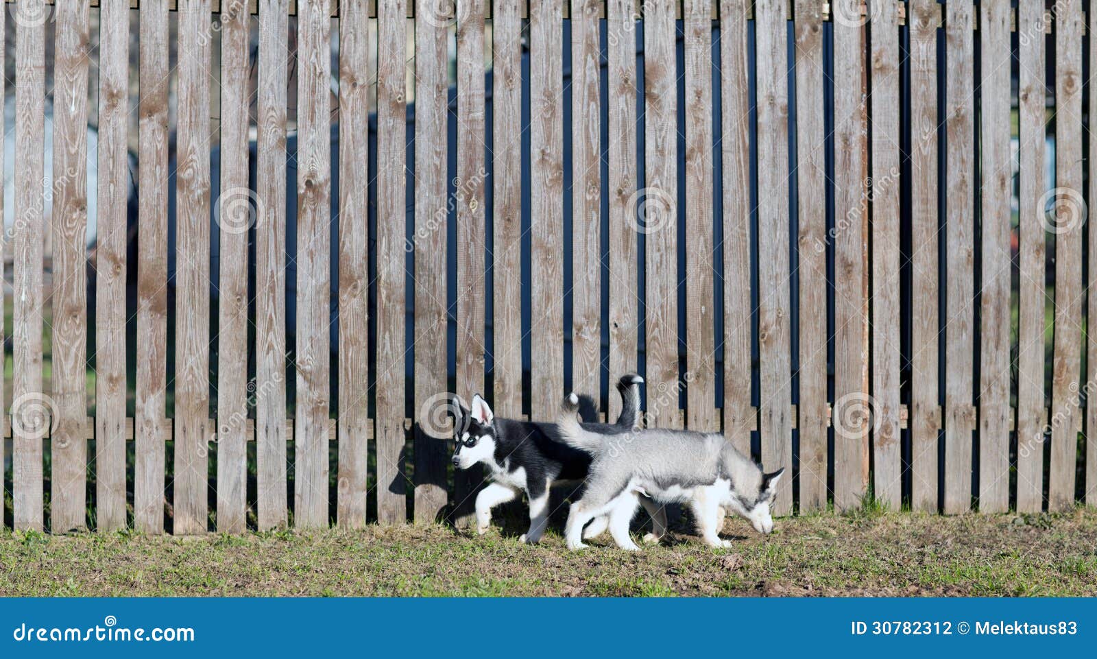 Perritos Funcionados Con a Lo Largo De La Cerca Foto de archivo ...