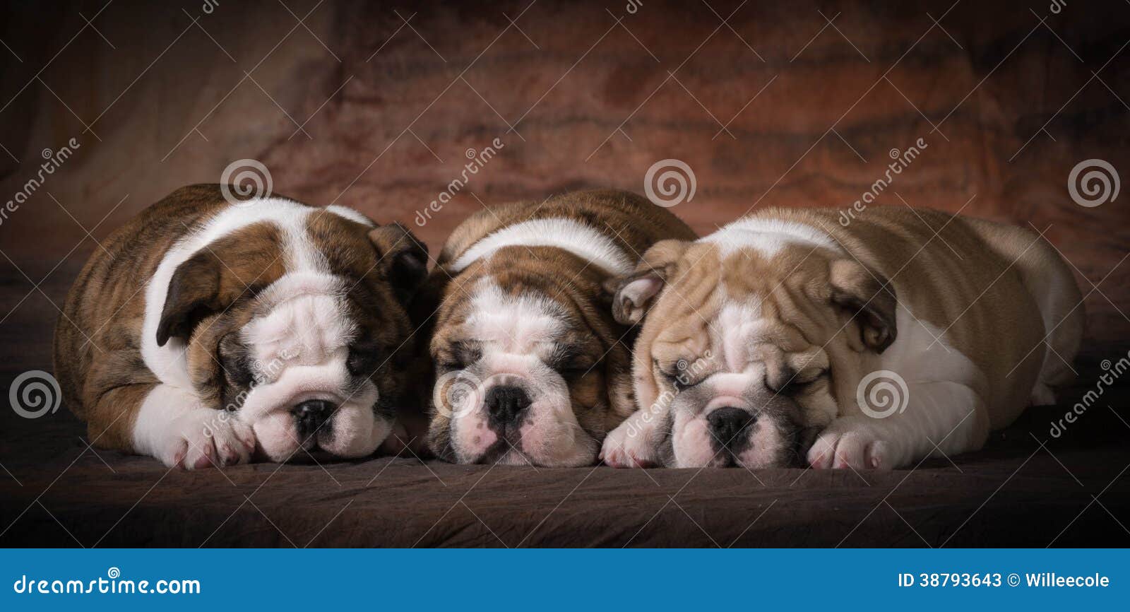 Perritos lindos imagen de archivo. Imagen de retrato - 38793643