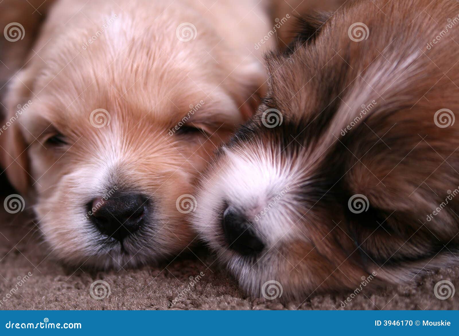 Perritos lindos foto de archivo. Imagen de casta, mascota - 3946170