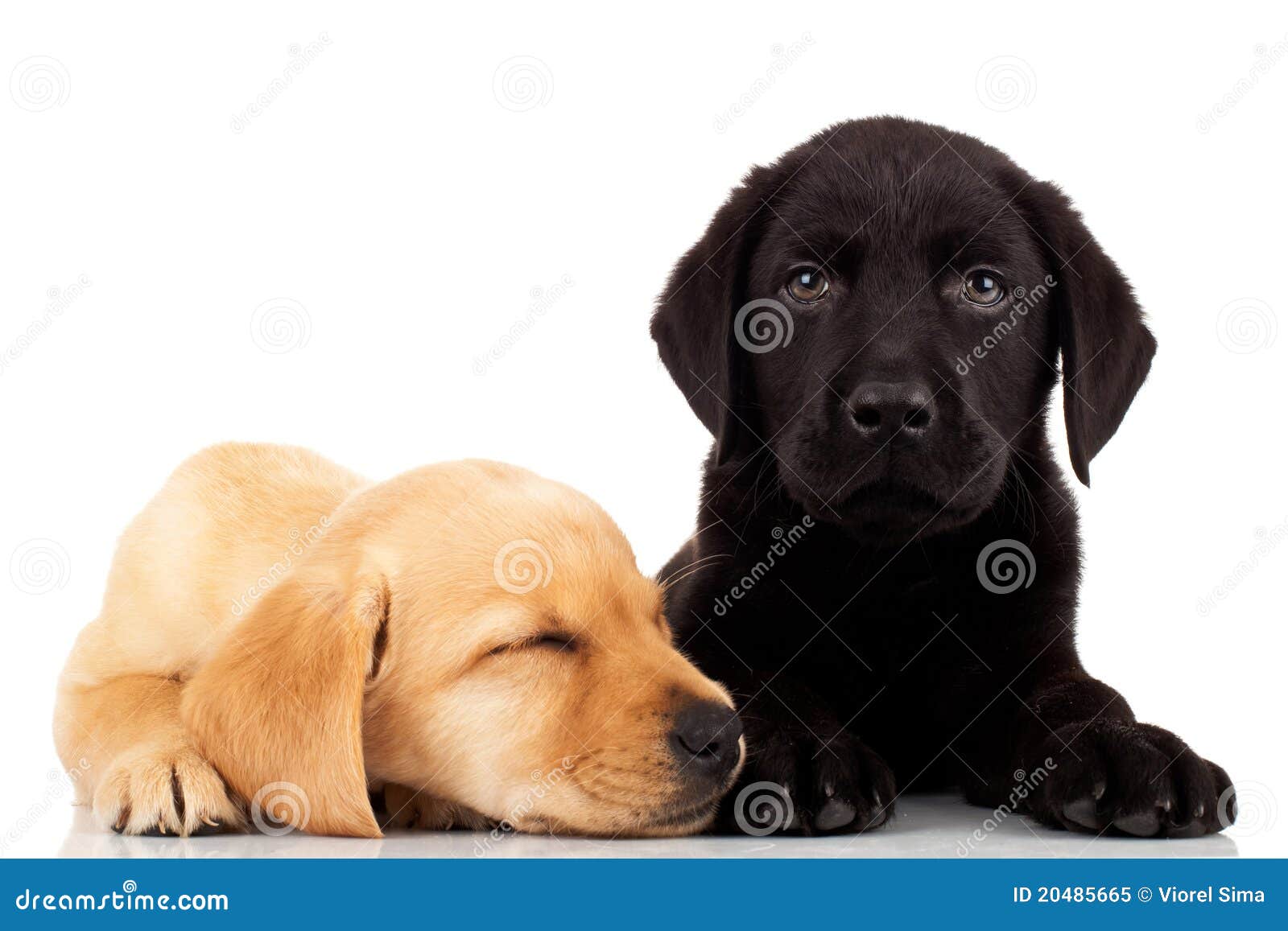 Perritos Lindos De Labrador Imagen de archivo - Imagen de lindo ...