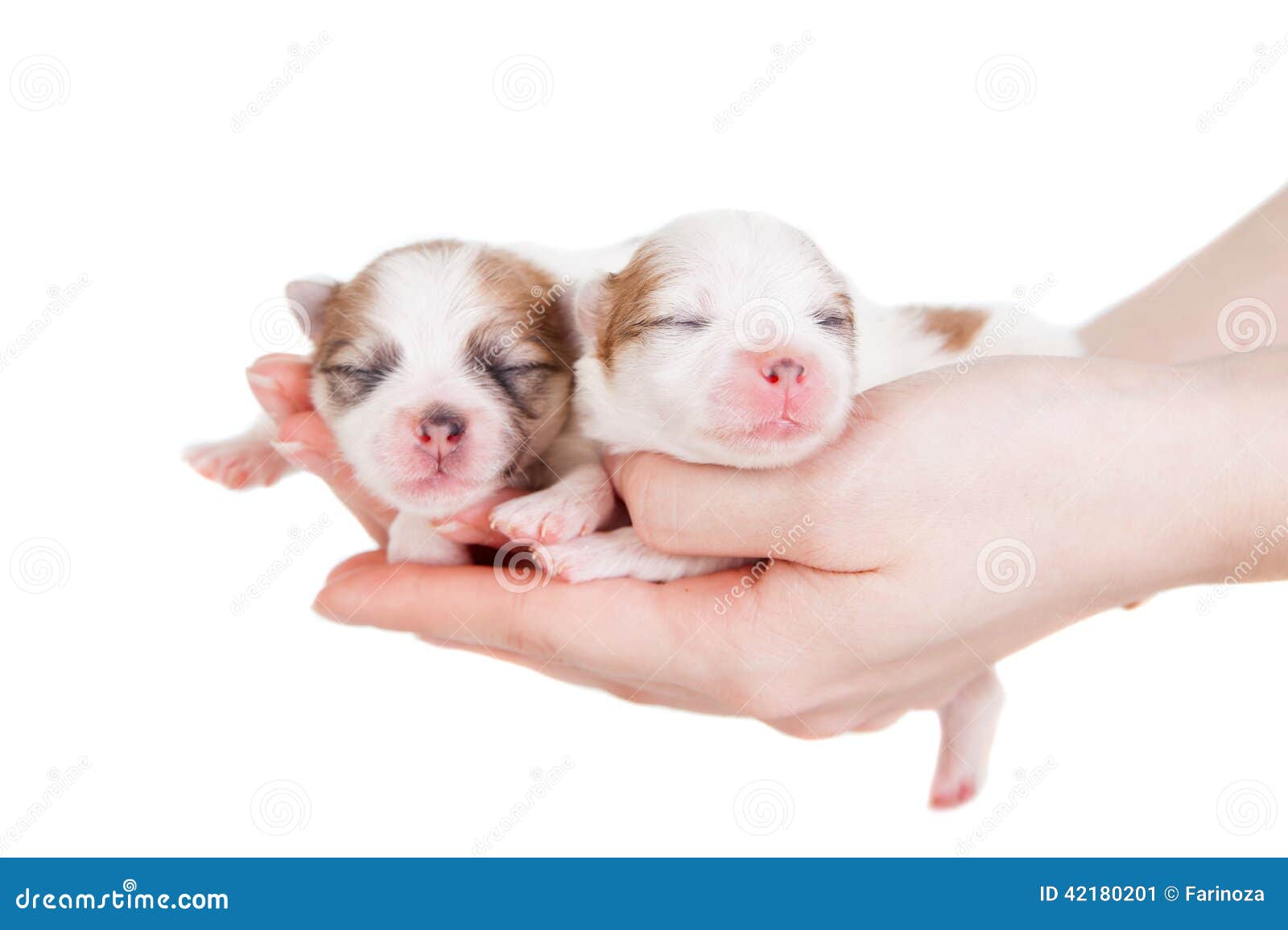 Perritos lindos del bebé imagen de archivo. Imagen de felino - 42180201