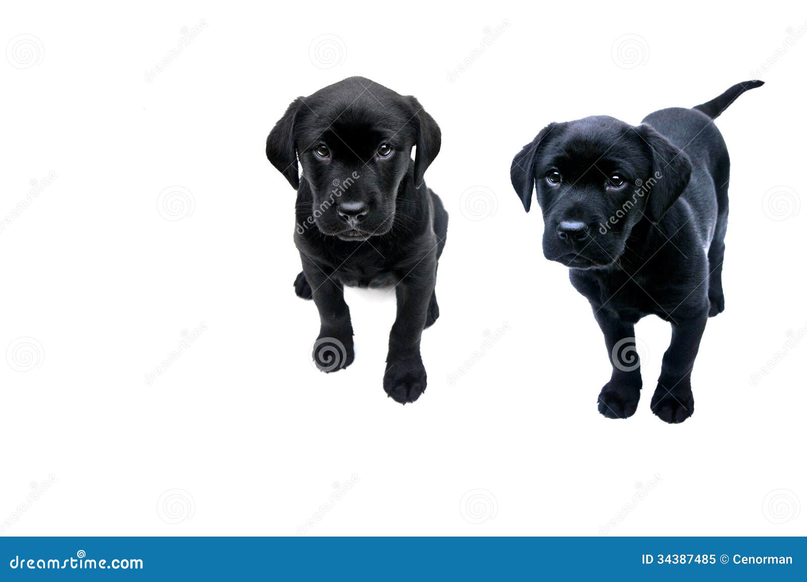 Perritos Negros De Labrador Imagen de archivo - Imagen de lindo ...