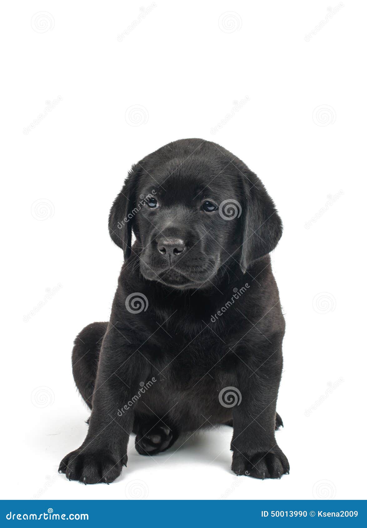 Perritos Negros De Labrador Foto de archivo - Imagen de labrador, poco ...