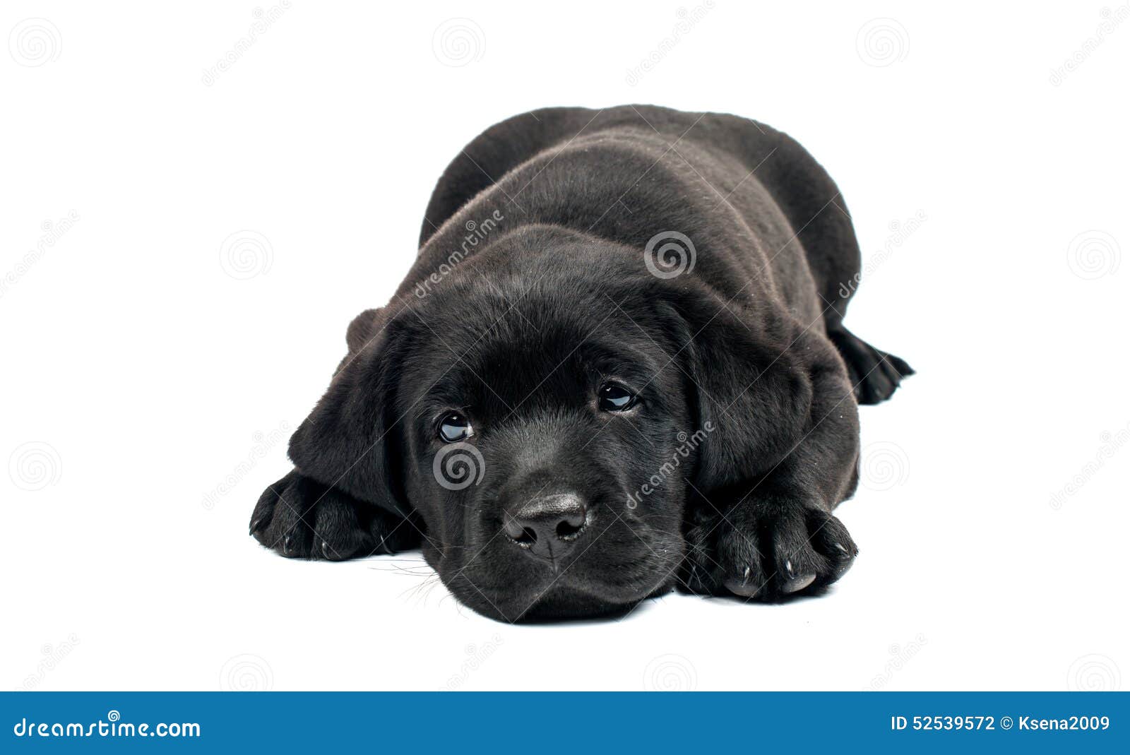 Perritos Negros De Labrador Foto de archivo - Imagen de adorable ...