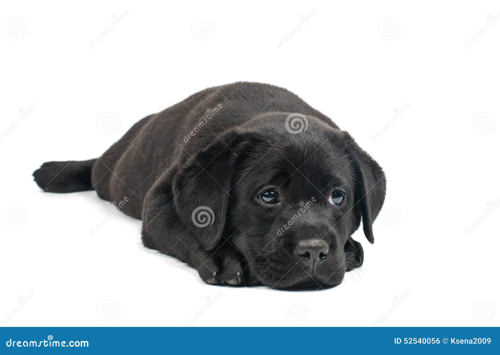 Perritos Negros De Labrador Foto de archivo - Imagen de animal ...