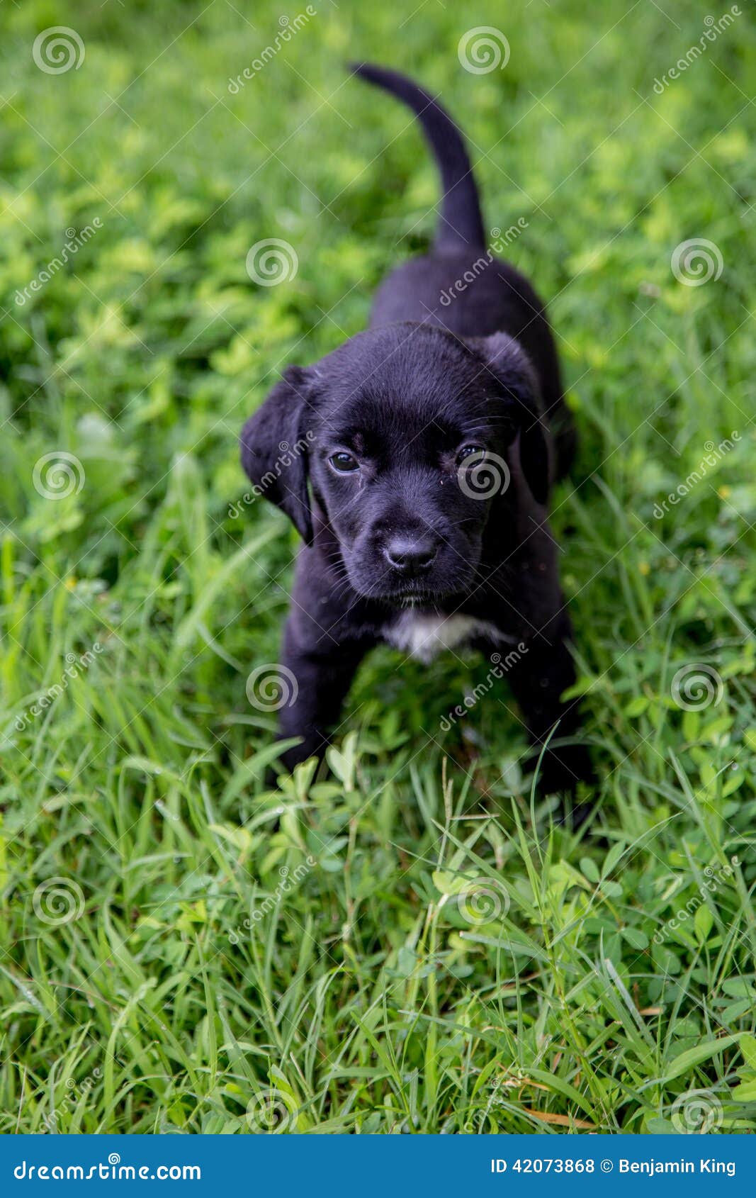 Perritos Negros Del Laboratorio Foto de archivo - Imagen de recuperador ...