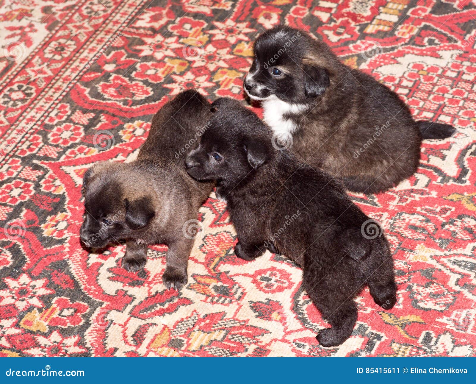 Perritos Negros Muy Lindos Perritos Hermosos Imagen de archivo - Imagen ...