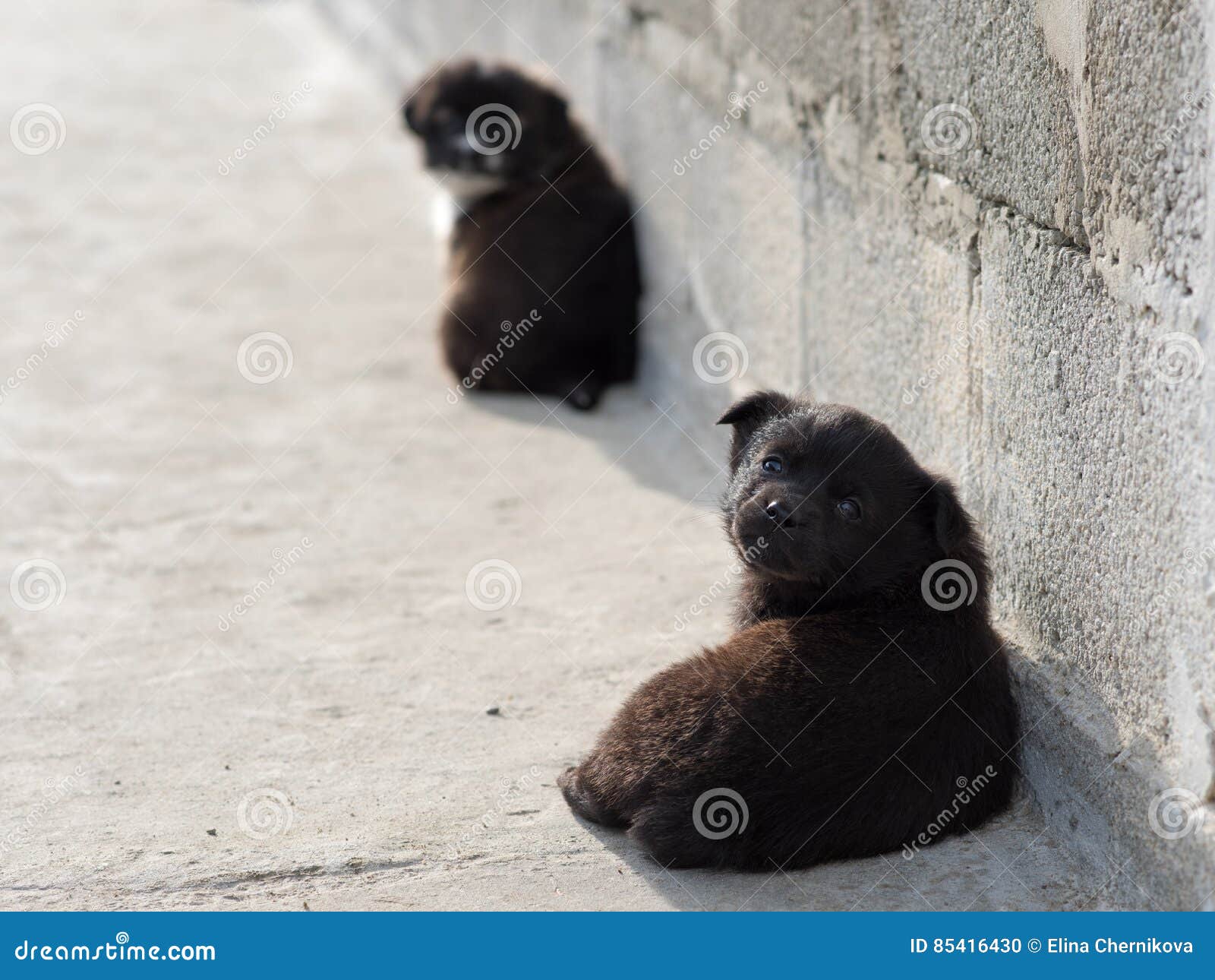 Perritos Negros Muy Lindos Perritos Hermosos Foto de archivo - Imagen ...