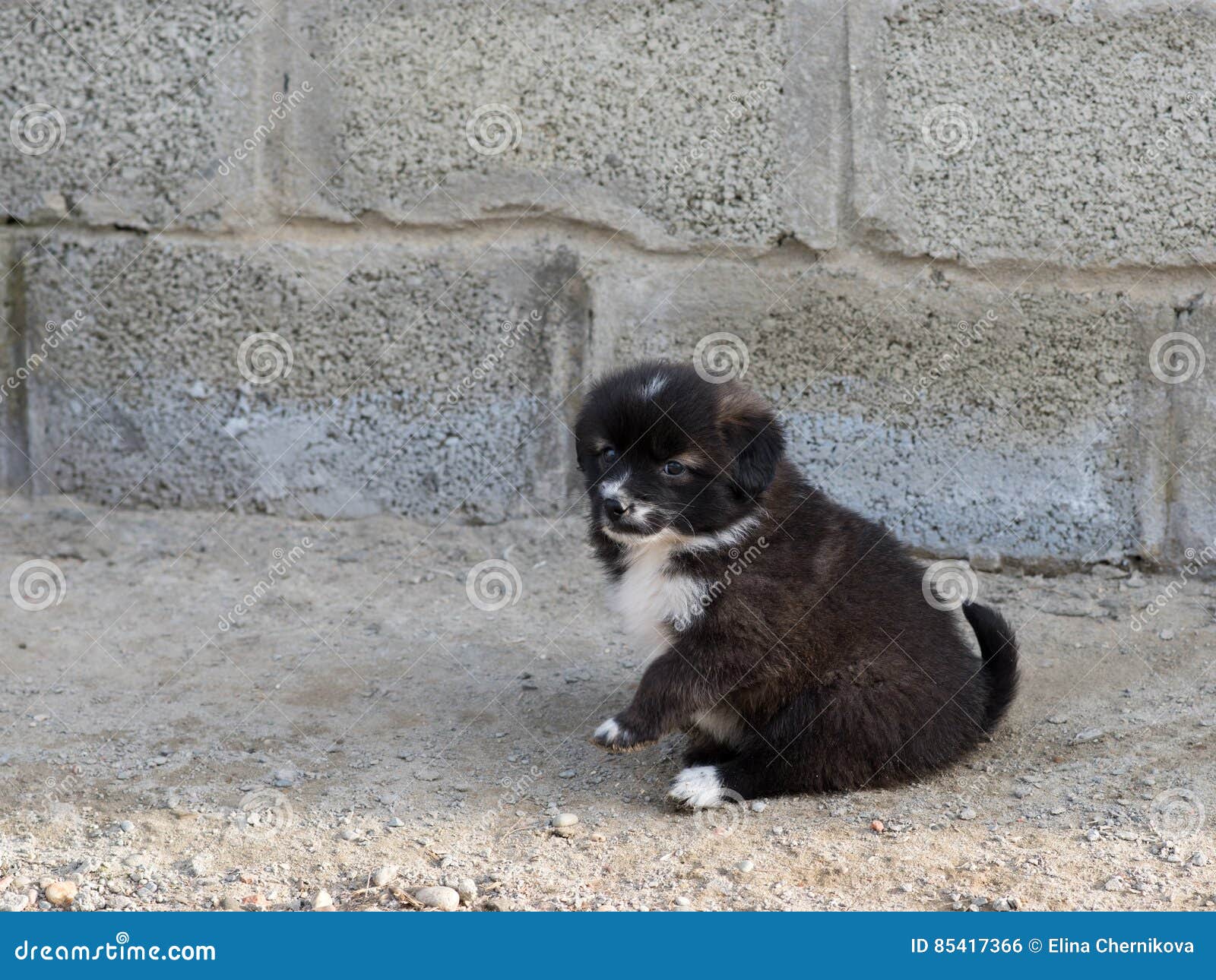Perritos Negros Muy Lindos Perritos Hermosos Foto de archivo - Imagen ...