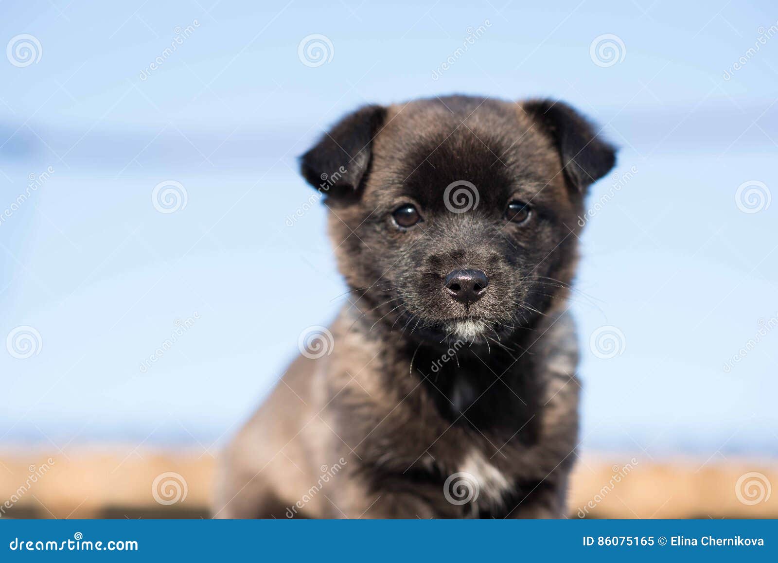 Perritos Negros Muy Lindos Perritos Hermosos Imagen de archivo - Imagen ...