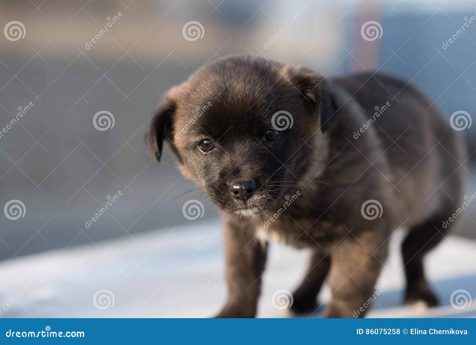 Perritos Negros Muy Lindos Perritos Hermosos Foto de archivo - Imagen ...