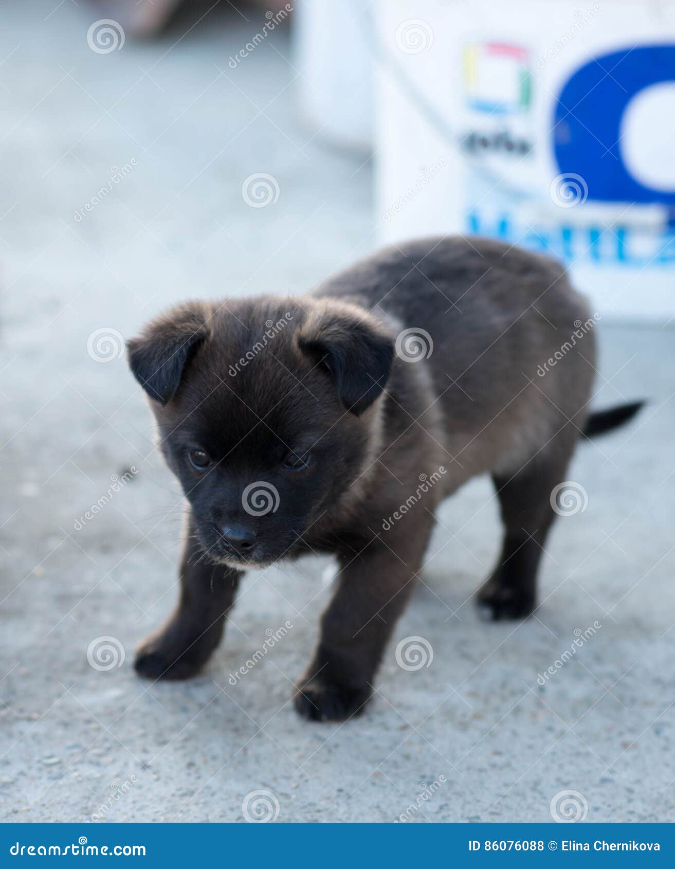 Perritos Negros Muy Lindos Perritos Hermosos Foto de archivo - Imagen ...
