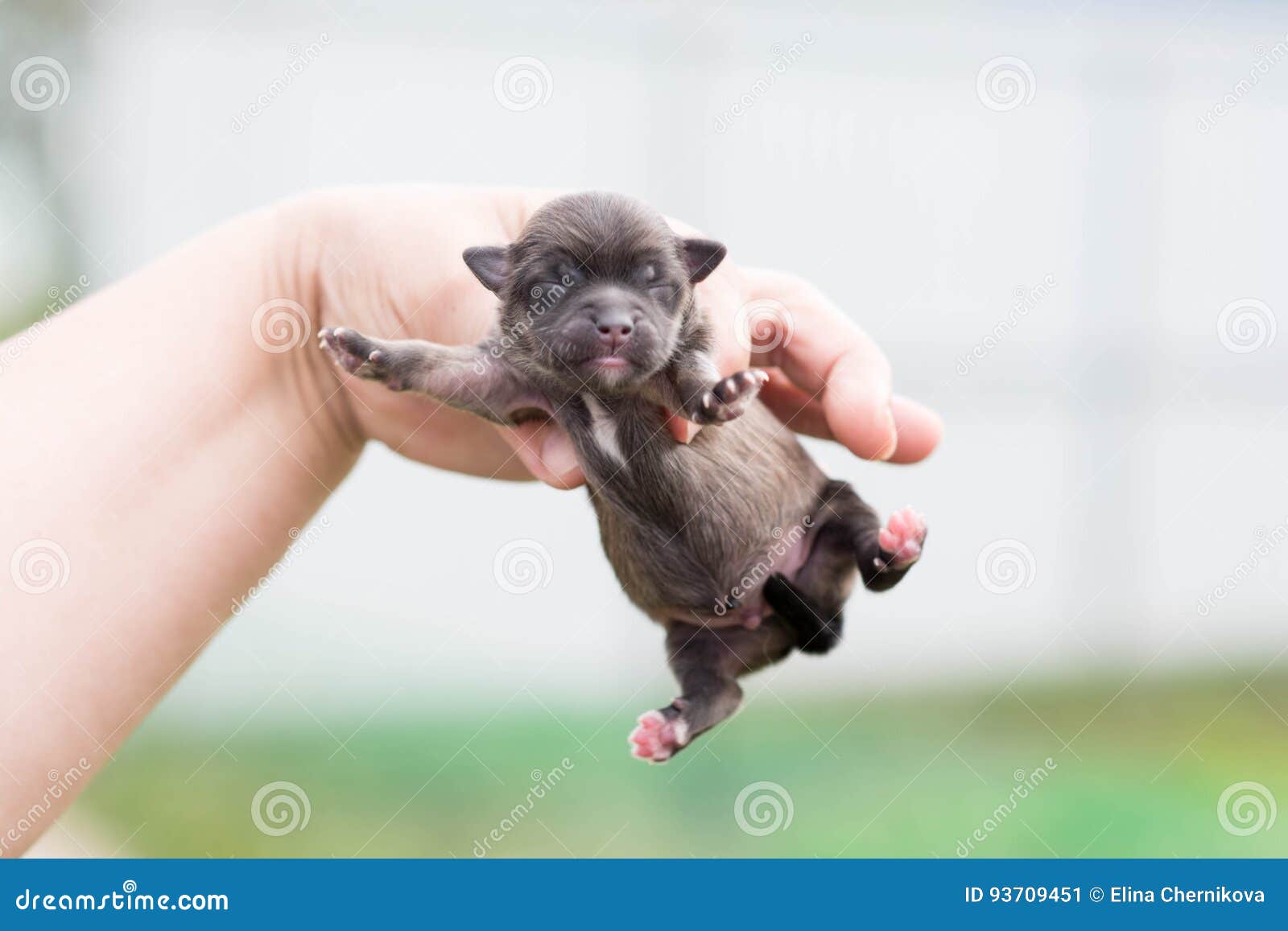 Perritos Negros Muy Lindos Perritos Hermosos Imagen de archivo - Imagen ...