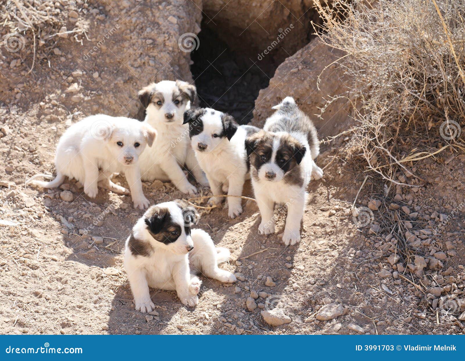 Perritos perdidos imagen de archivo. Imagen de perezoso - 3991703
