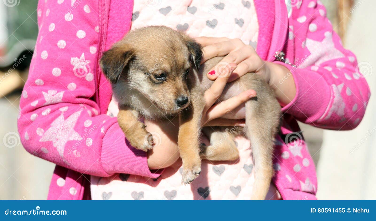 Perritos perdidos lindos imagen de archivo. Imagen de brazo - 80591455