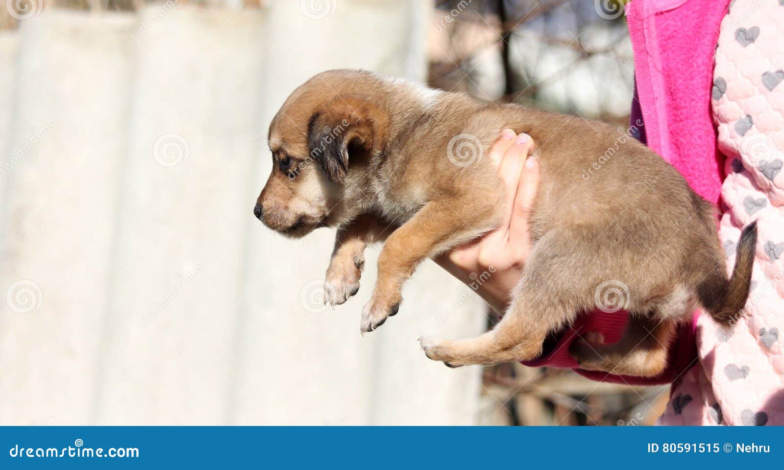 Perritos perdidos lindos imagen de archivo. Imagen de exterior - 80591515
