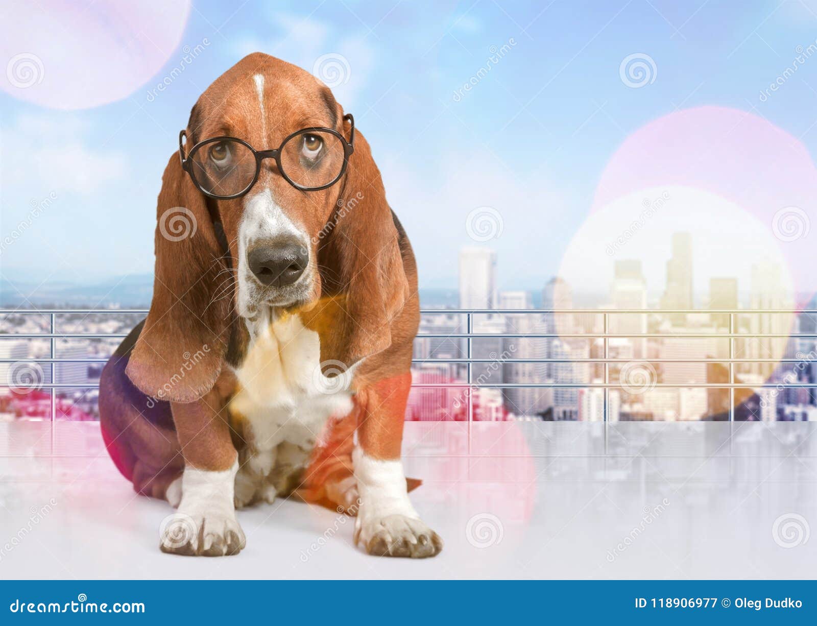 Perro imagen de archivo. Imagen de perro, estudioso - 118906977