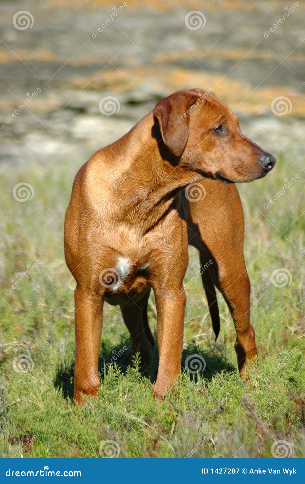 Perro imagen de archivo. Imagen de completo, canino, mascota - 1427287