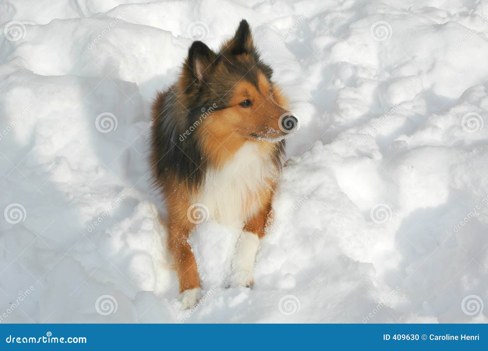 Perro 3 de la nieve foto de archivo. Imagen de escama, escamas - 409630