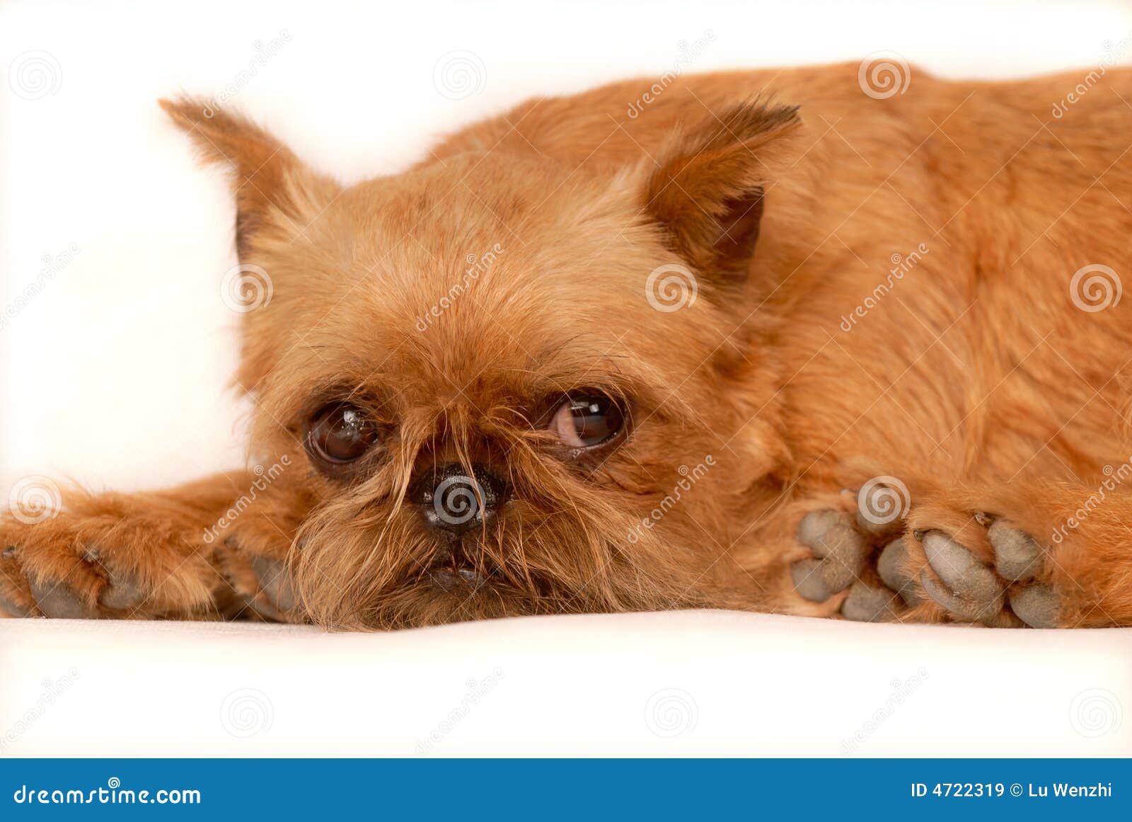 Perro imagen de archivo. Imagen de purebred, doméstico - 4722319