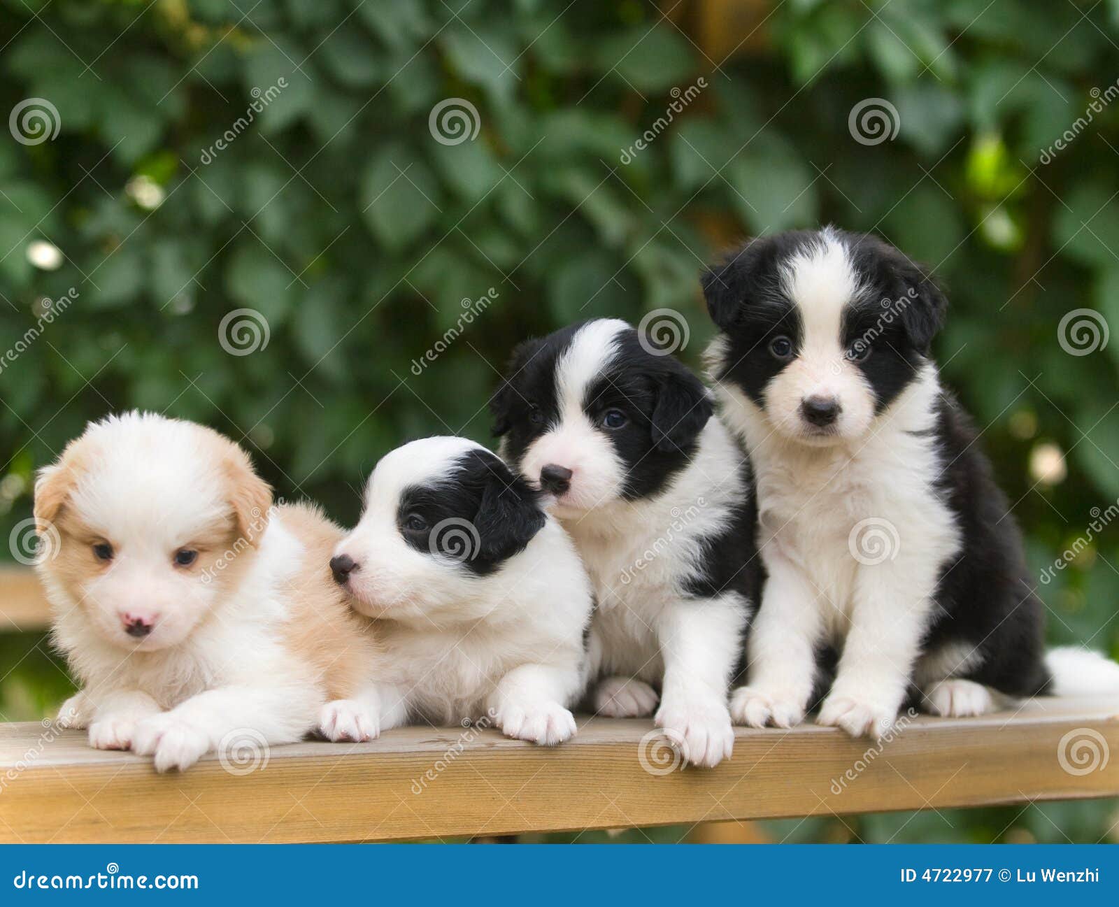 Perro imagen de archivo. Imagen de casta, perros, fatiga - 4722977