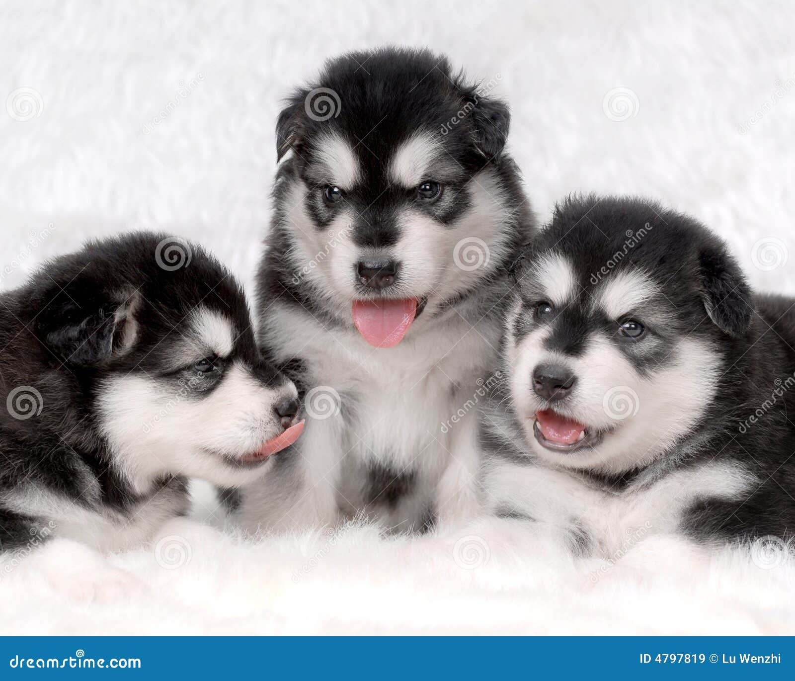 Perro imagen de archivo. Imagen de piel, agotado, frustre - 4797819