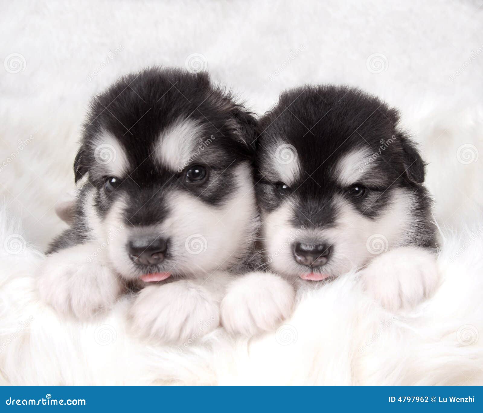 Perro foto de archivo. Imagen de gordo, fatiga, perros - 4797962