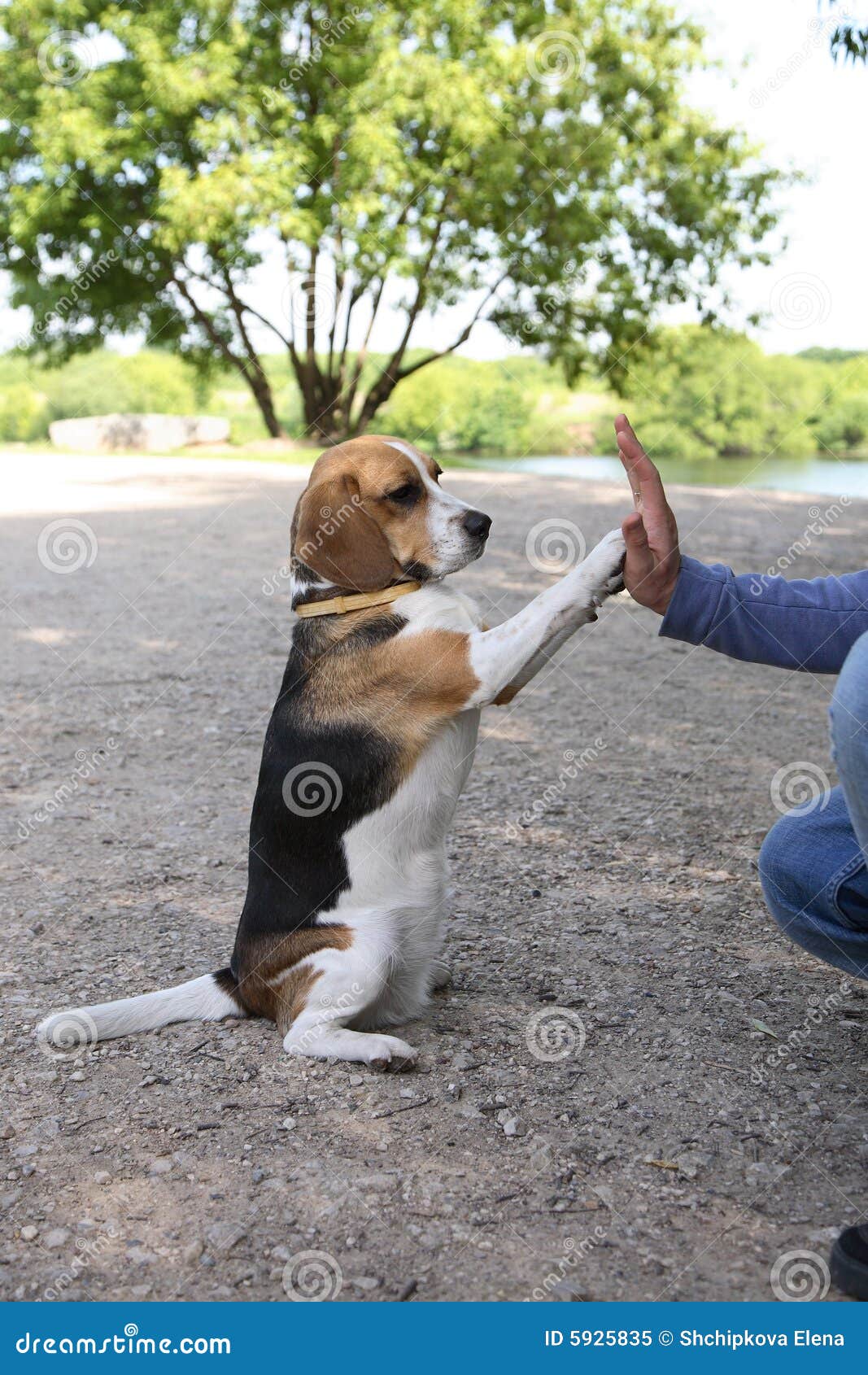 Perro imagen de archivo. Imagen de listo, entrenamiento - 5925835