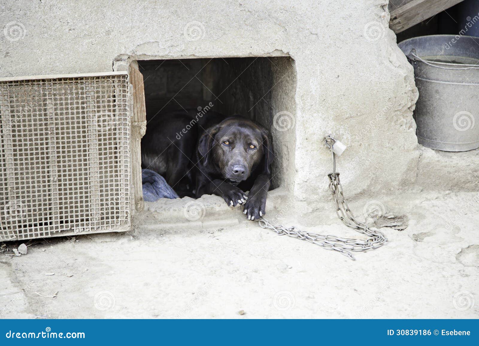 Perro abusado foto de archivo. Imagen de enfermo, animal - 30839186