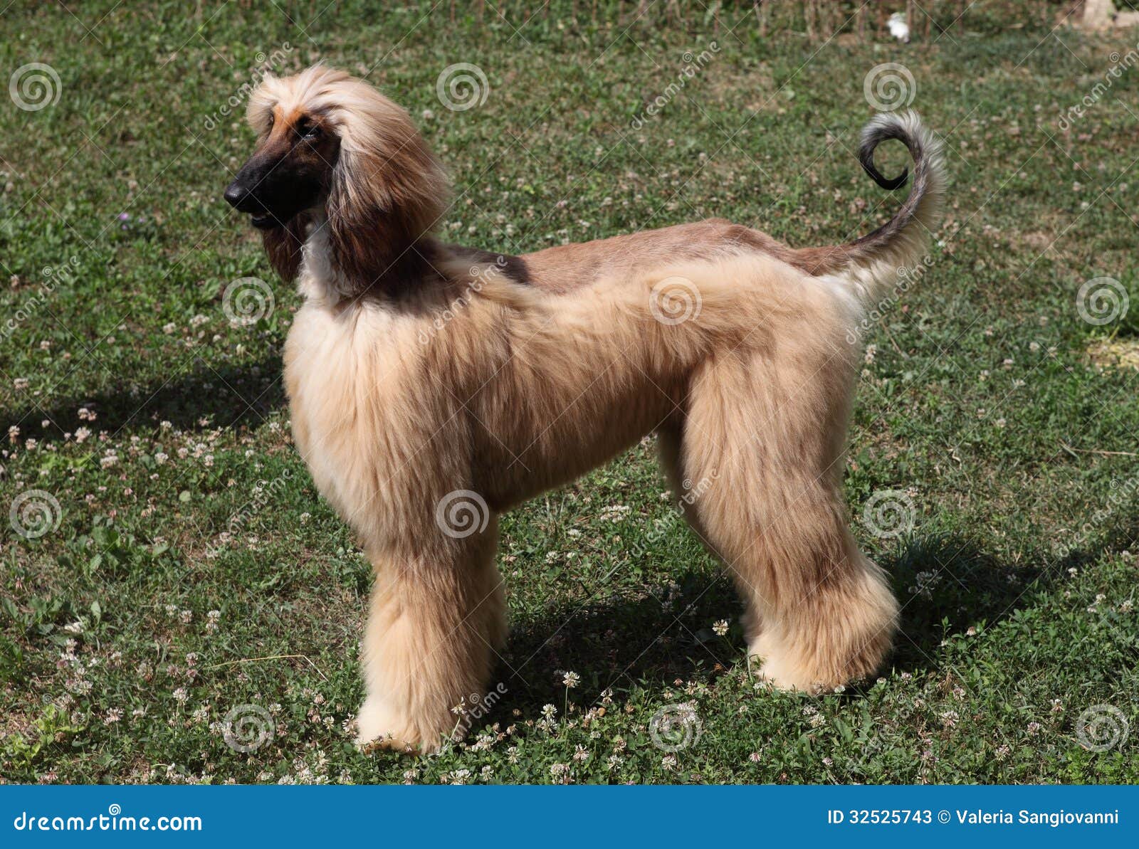 Perro afgano imagen de archivo. Imagen de corrida, canino - 32525743