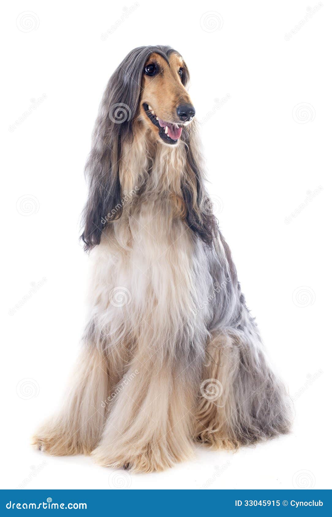 Perro afgano imagen de archivo. Imagen de estudio, pelo - 33045915