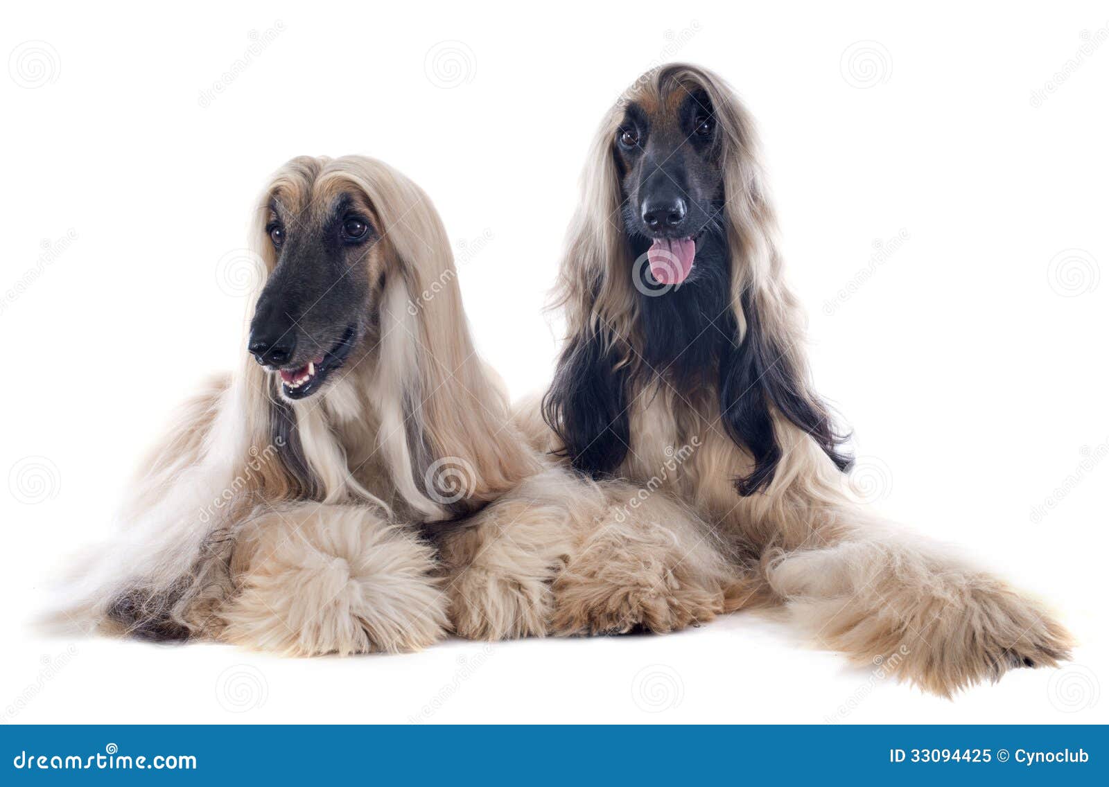 Perro afgano imagen de archivo. Imagen de abajo, lindo - 33094425