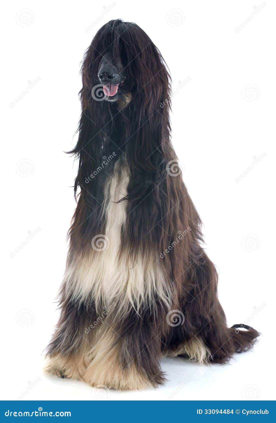 Perro afgano foto de archivo. Imagen de piel, galgo, afgano - 33094484