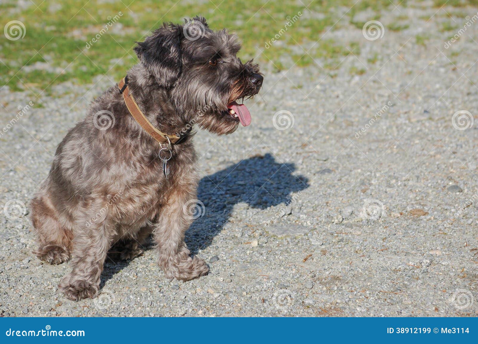 Perro agotado imagen de archivo. Imagen de ejercicio - 38912199