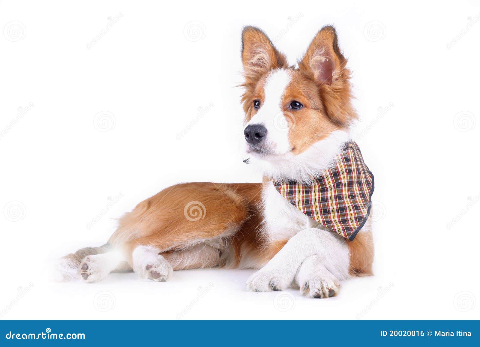 Perro aislado foto de archivo. Imagen de obediencia, hermoso - 20020016