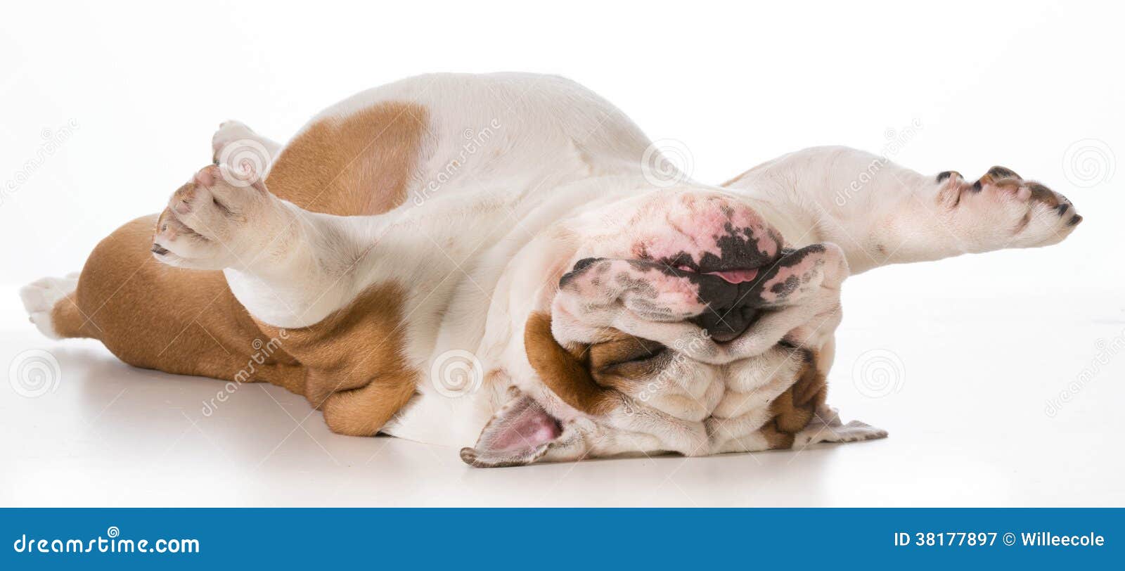 Perro al revés imagen de archivo. Imagen de durmiendo - 38177897