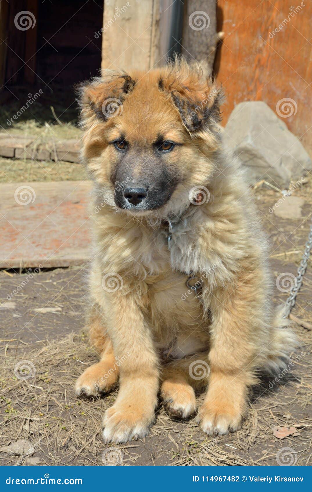 Perro amarillo 24 foto de archivo. Imagen de agobiante - 114967482
