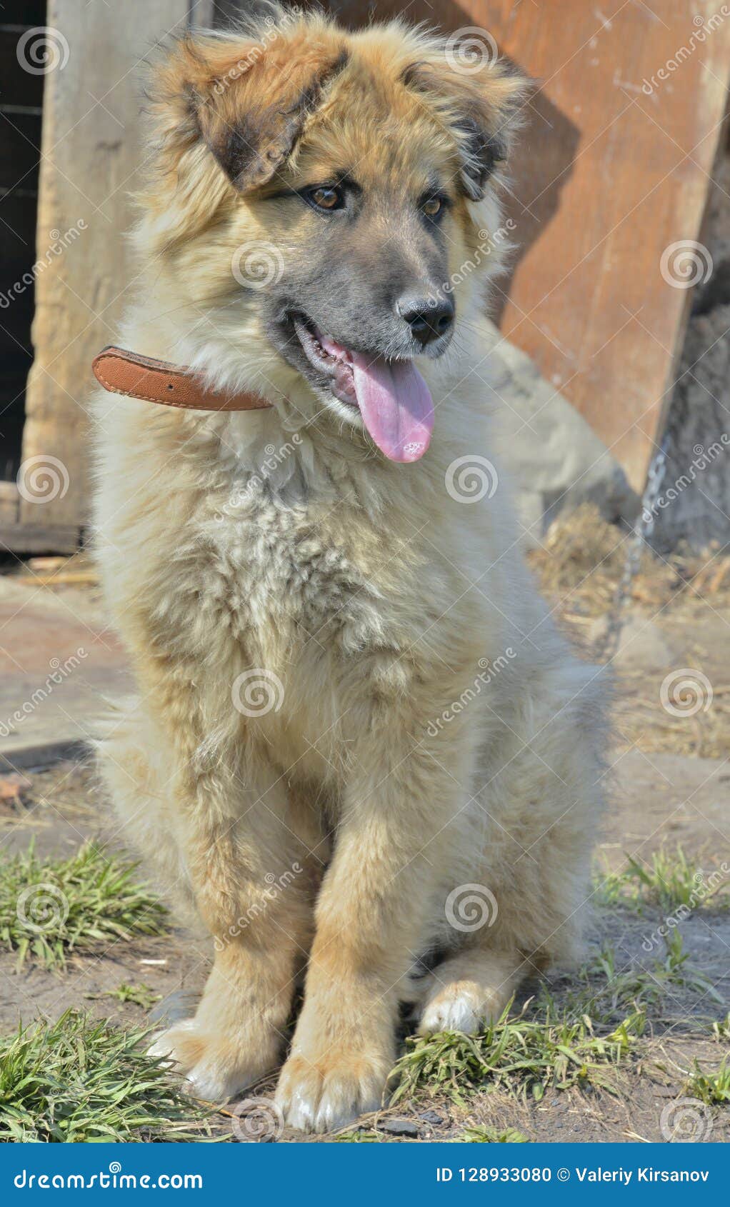 Perro amarillo 18 foto de archivo. Imagen de canino - 128933080