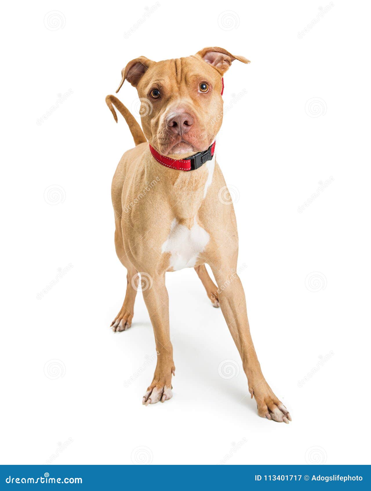 Perro Amarillo De La Raza Grande En Blanco Imagen de archivo - Imagen ...