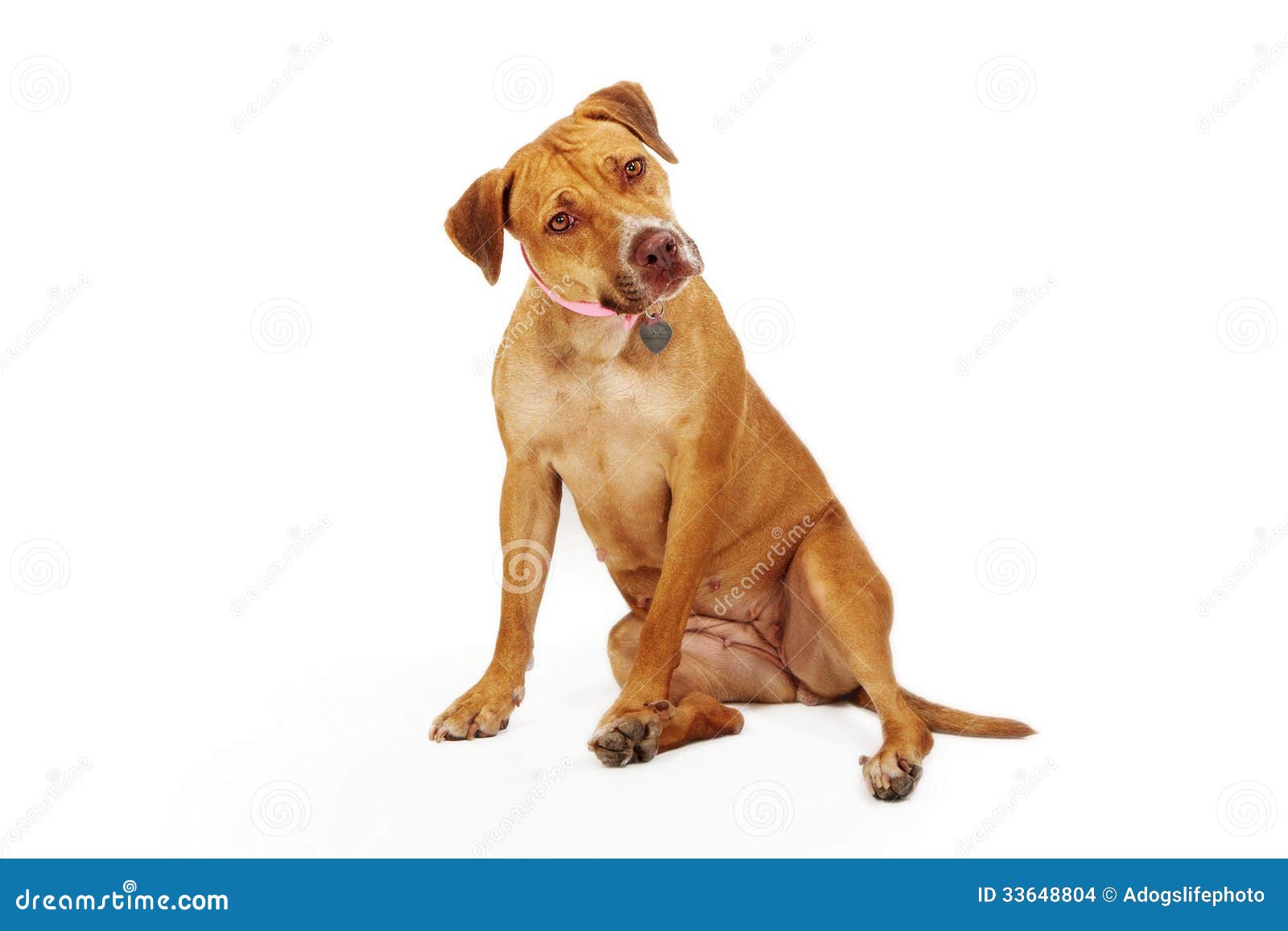 Perro Amarillo De La Raza Mezclada Foto de archivo - Imagen de aislado ...