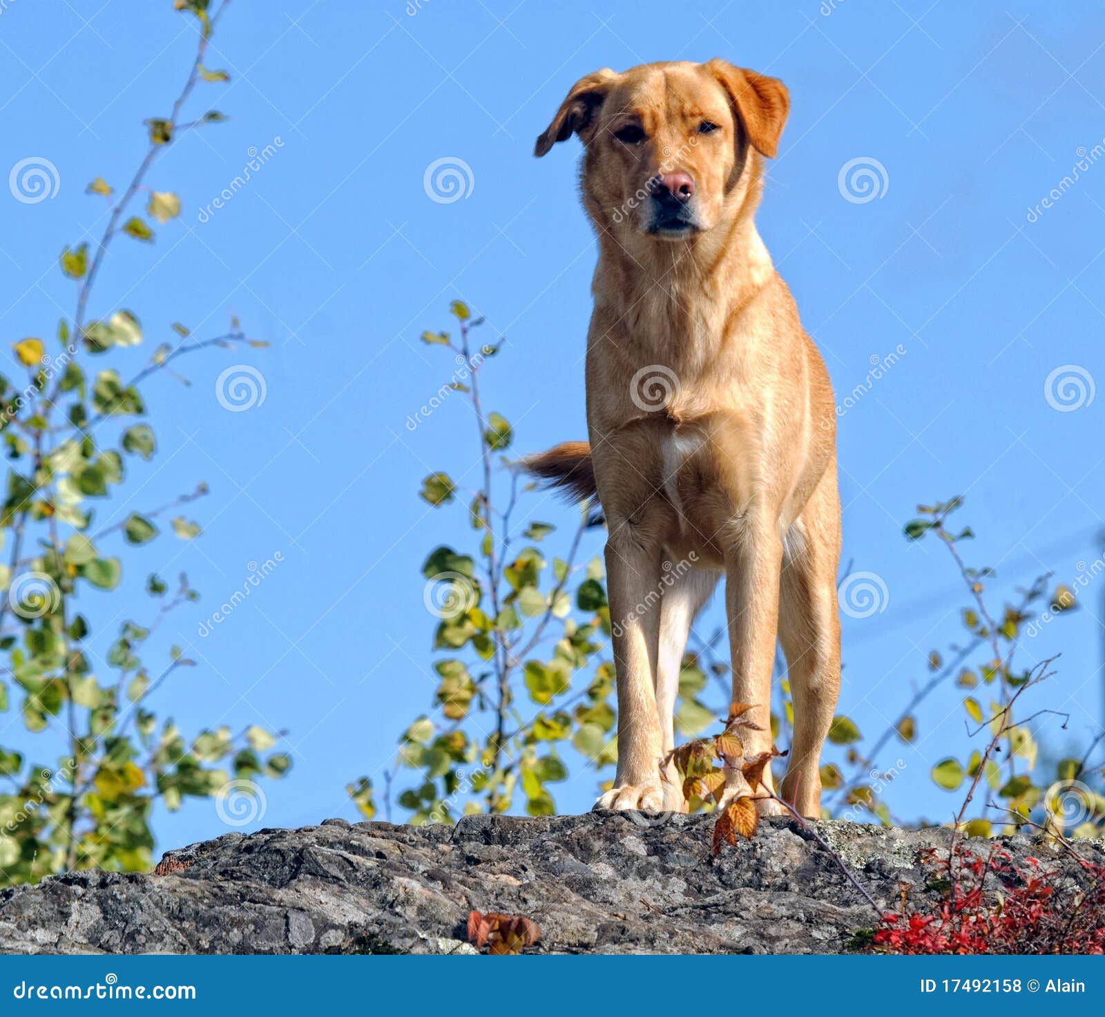 Perro amarillo de Labrador foto de archivo. Imagen de exterior - 17492158