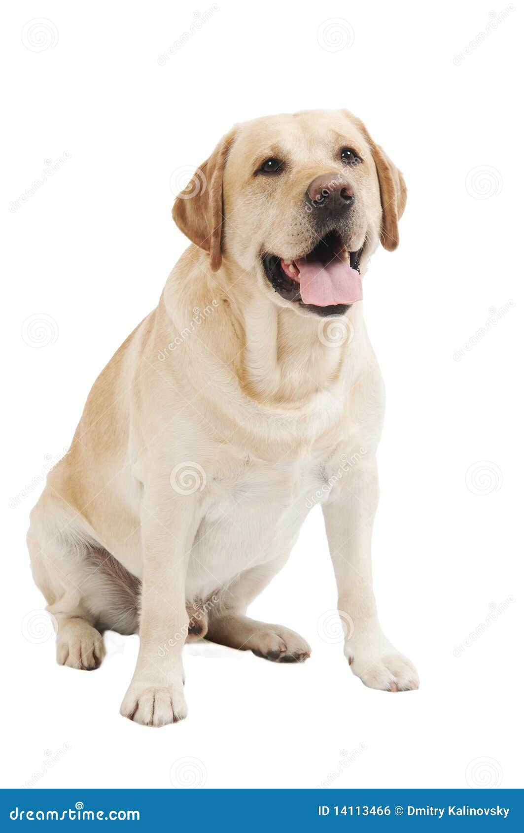 Perro Amarillo De Labrador Del Perro Perdiguero Foto de archivo ...