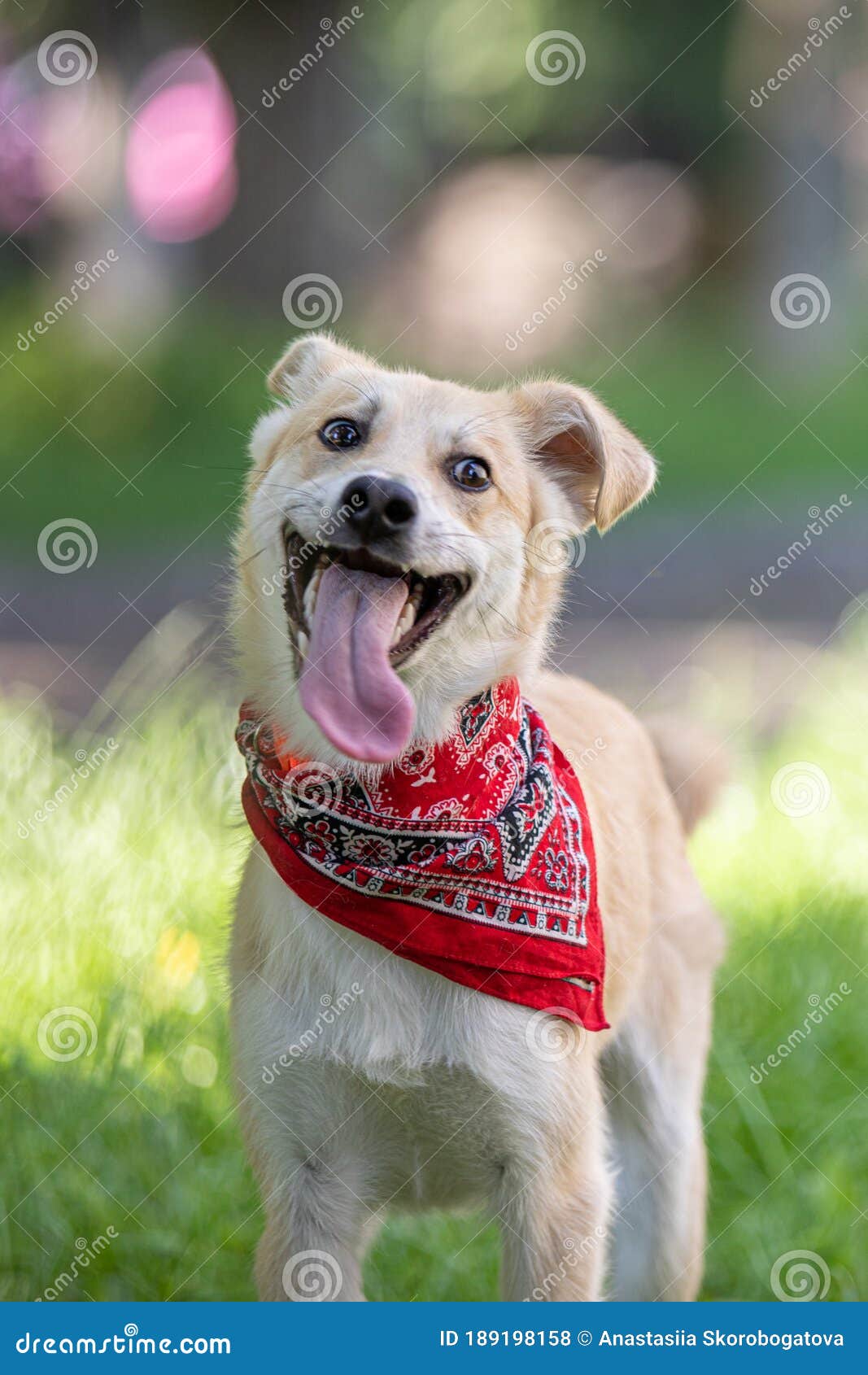 Perro Amarillo Gracioso Sonriendo En La Hierba Foto de archivo - Imagen ...