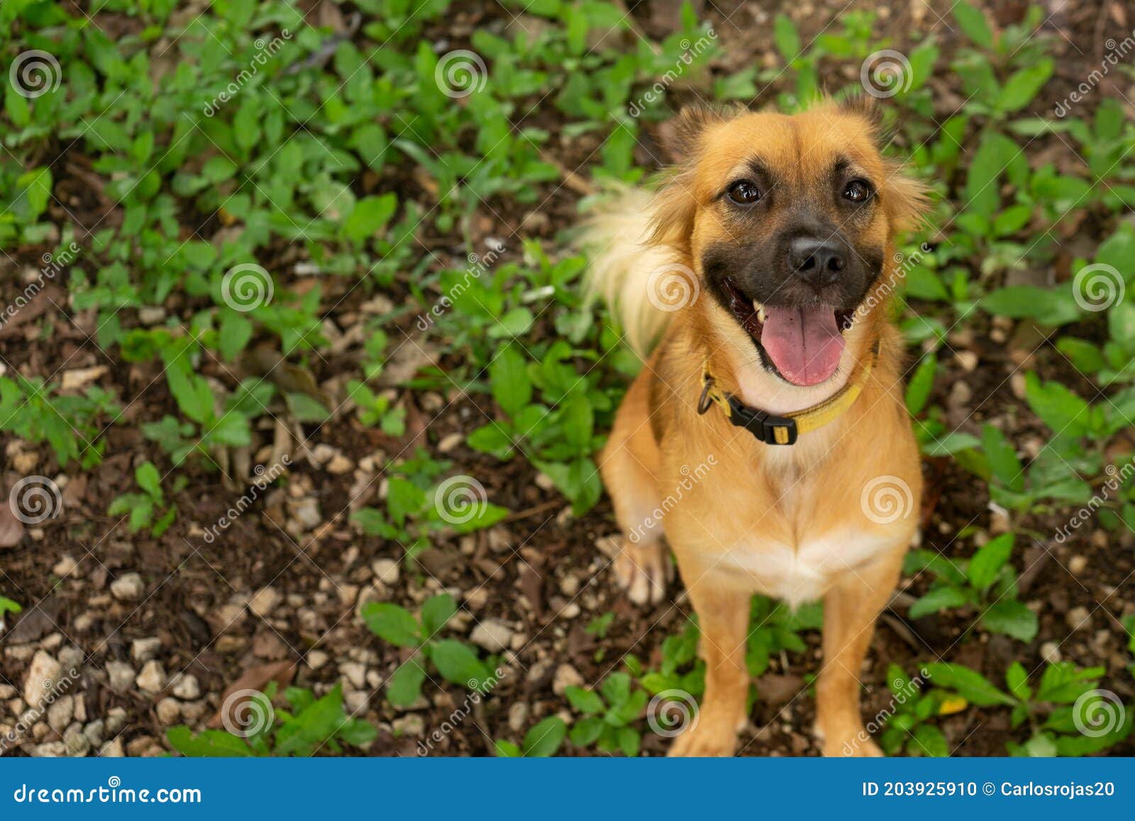 Perro Amarillo Mirando El Parque Foto de archivo - Imagen de cubo ...